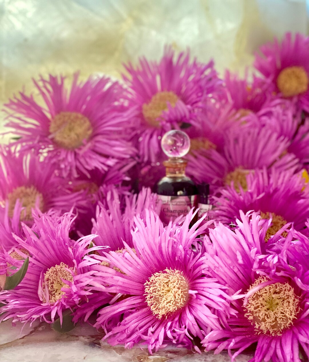 Red Champaca Absolute Oil Rare From Our Producer in India Perfume ...