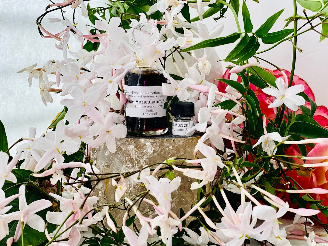 Jasmine Auriculatum India Jasminum Molle Indian Jui Juhi Flower Rare ...