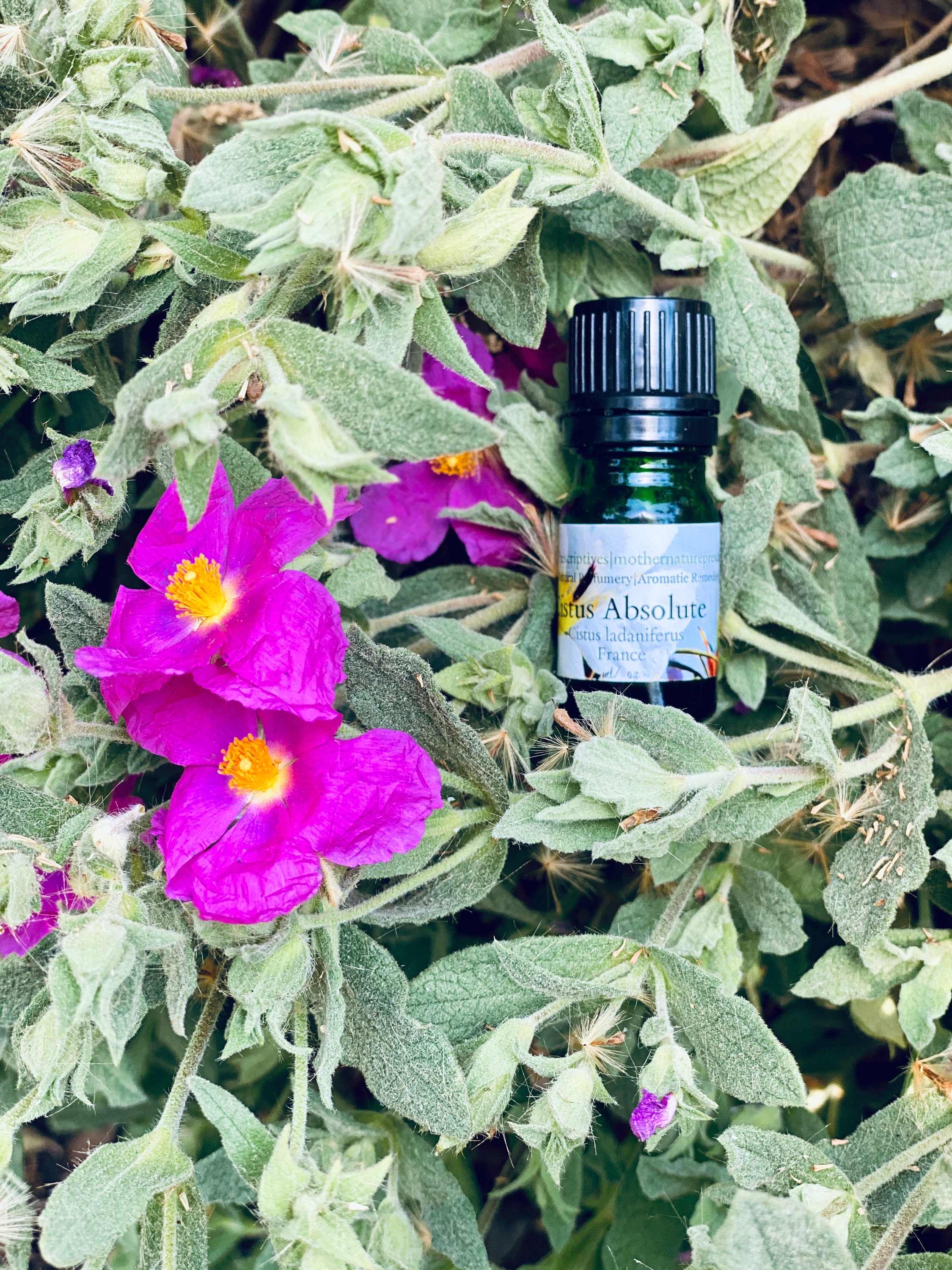 Cistus Absolute Rock Rose Cistus Ladaniferus France Amber - Etsy UK
