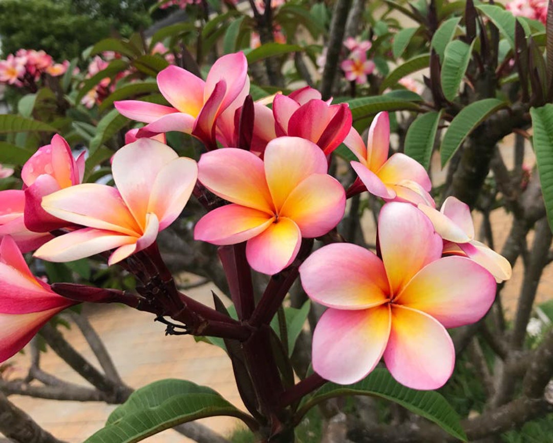 Frangipani Absolute Thailand Very Rare Extraction Small Artisan ...