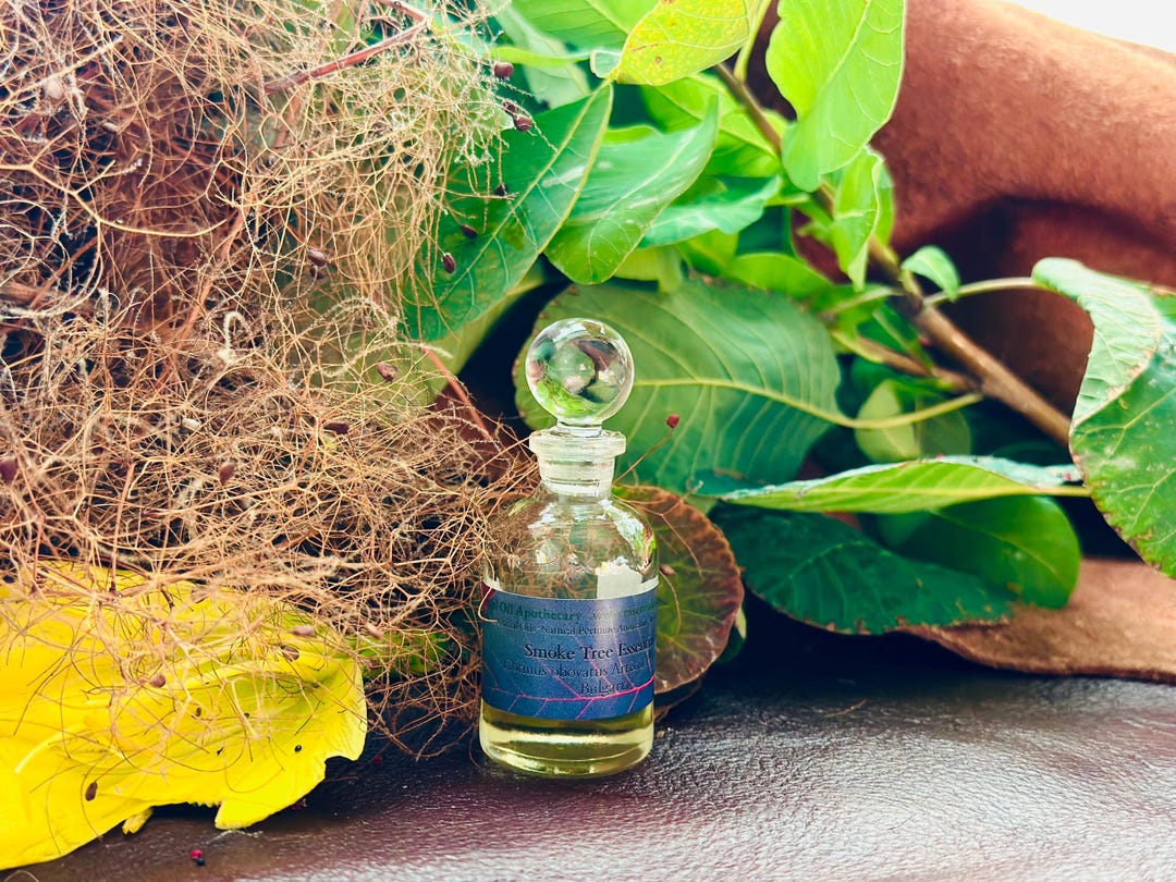 Smoke Tree Essential Oil Cotinus Coggygria Bulgaria Artisan ...