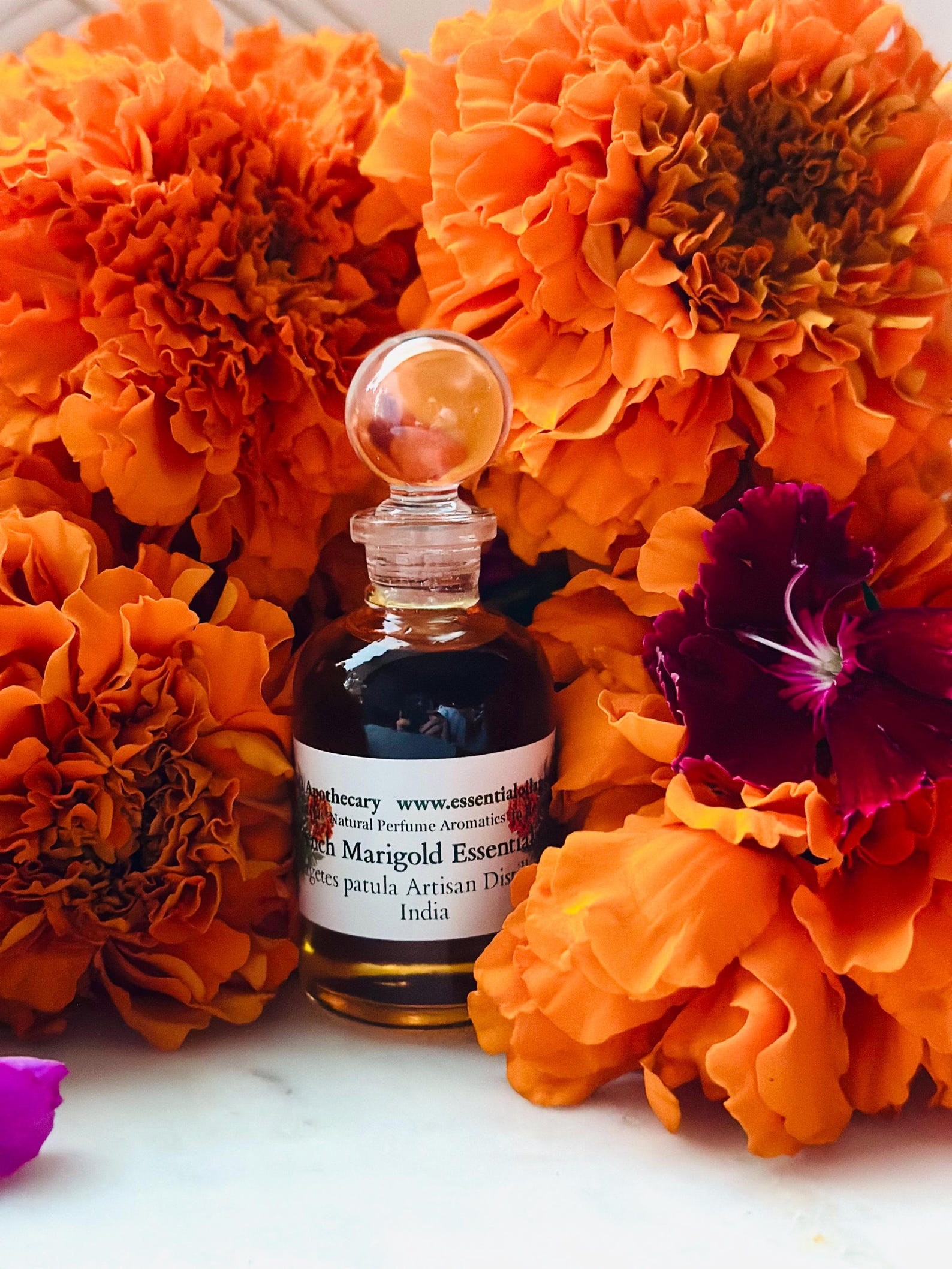 French Marigold Tagetes Patula Artisan Distillation India Imeretian ...