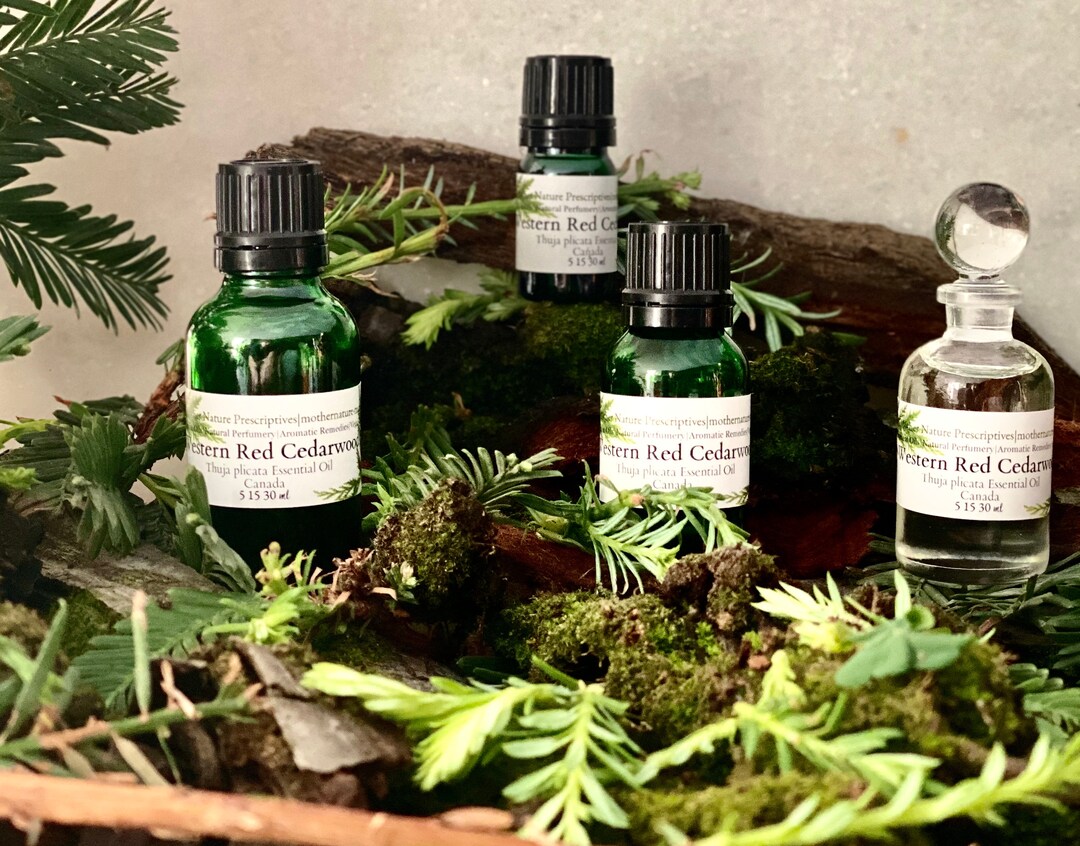 Western Red Cedarwood Essential Oil Thuja Plicata Canada Coast Salish ...