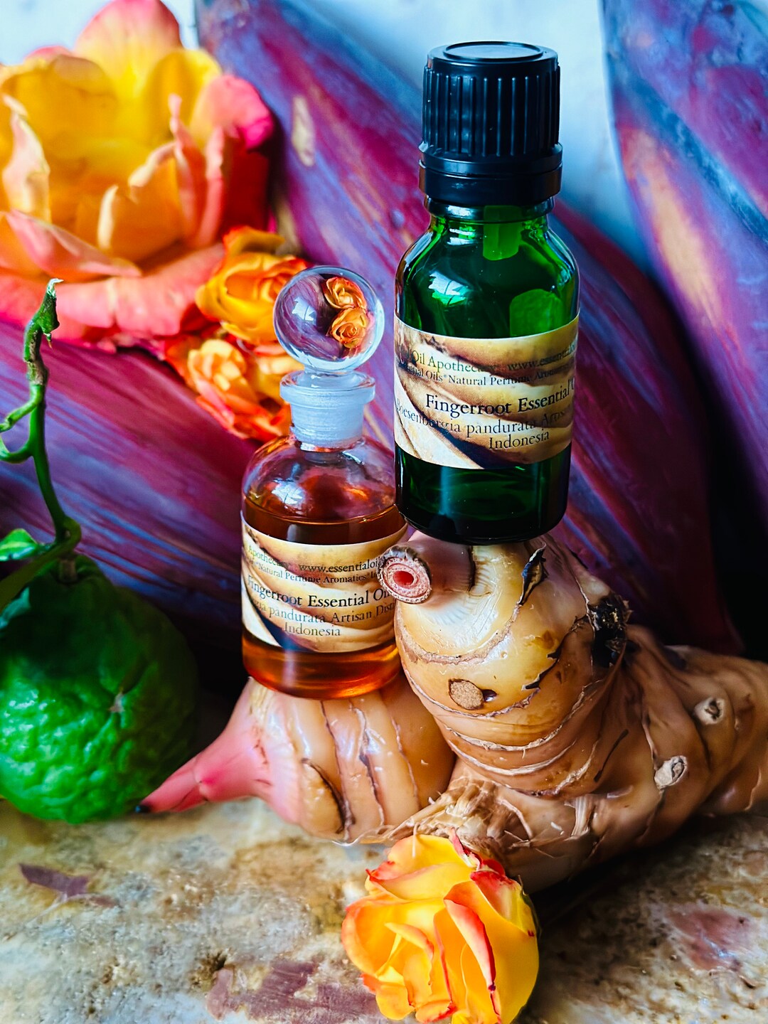 Fingerroot essential Oil Natural Perfume Boesenbergia Rotunda Chinese ...