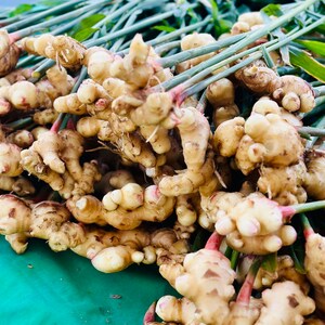 Ginger Hydrosol Distilled at Our Apothecary Fresh Locally Grown Ginger ...