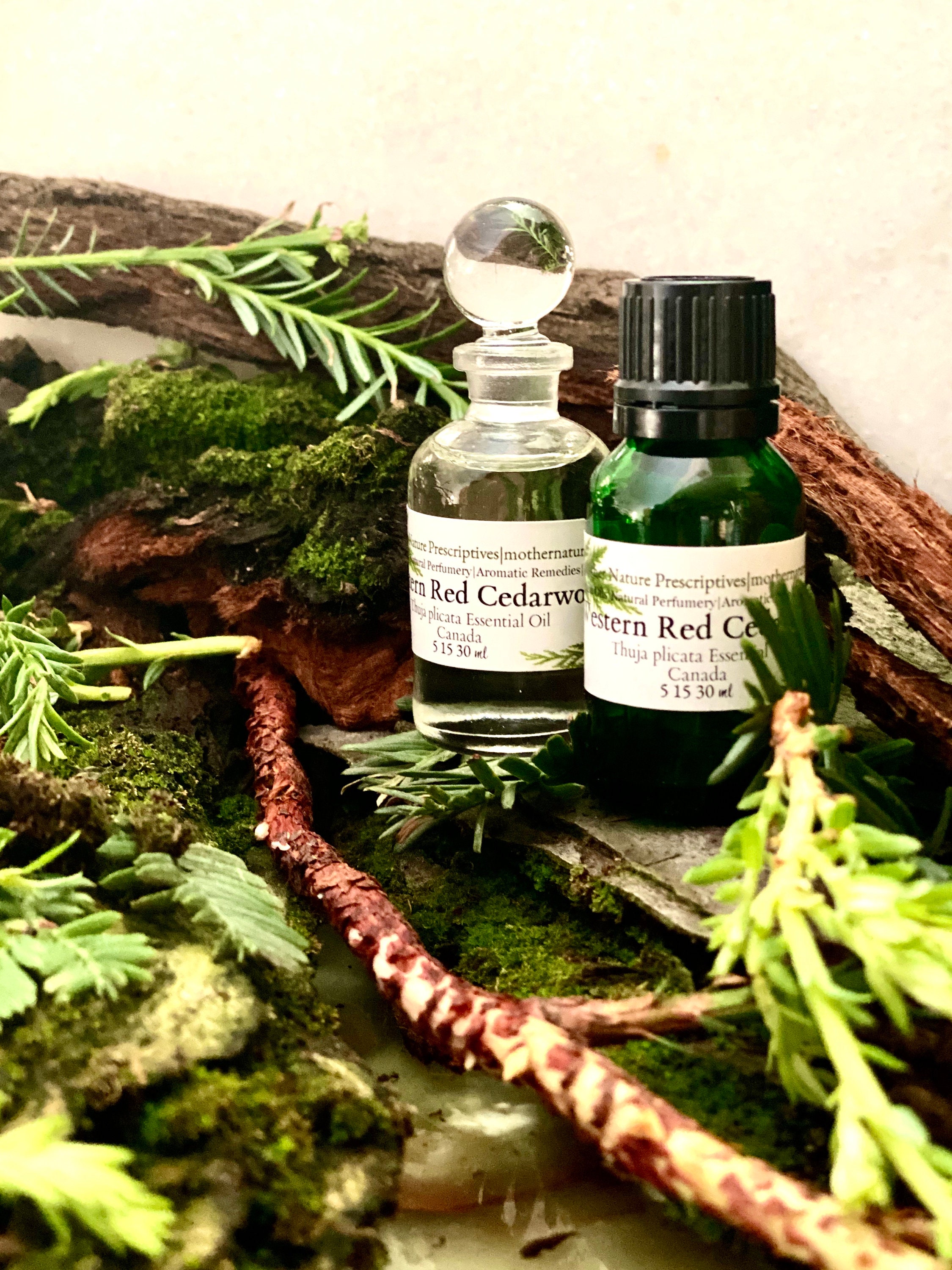 Western Red Cedarwood Essential Oil Thuja Plicata Canada Coast - Etsy