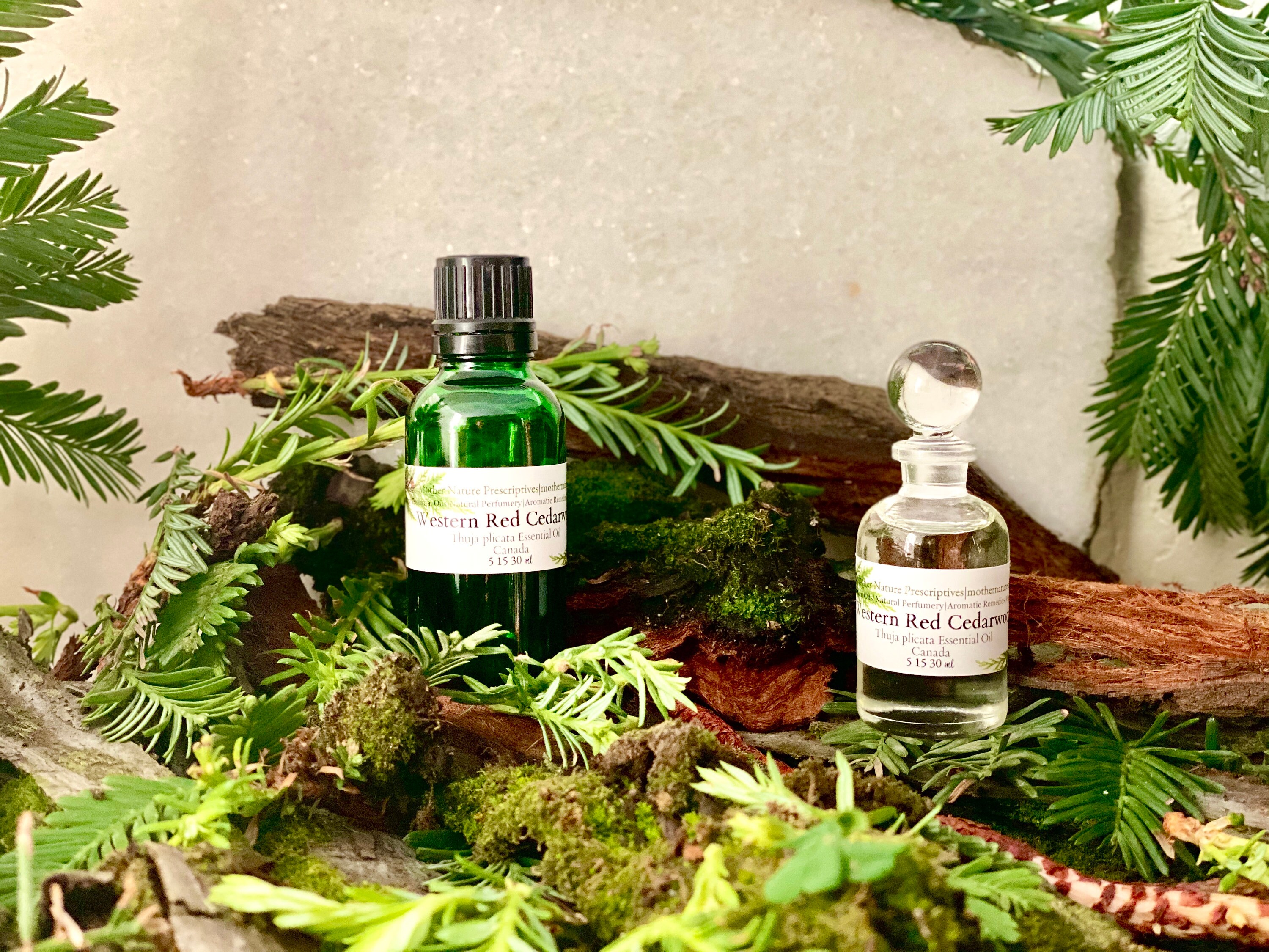 Western Red Cedarwood Essential Oil Thuja Plicata Canada Coast | Etsy