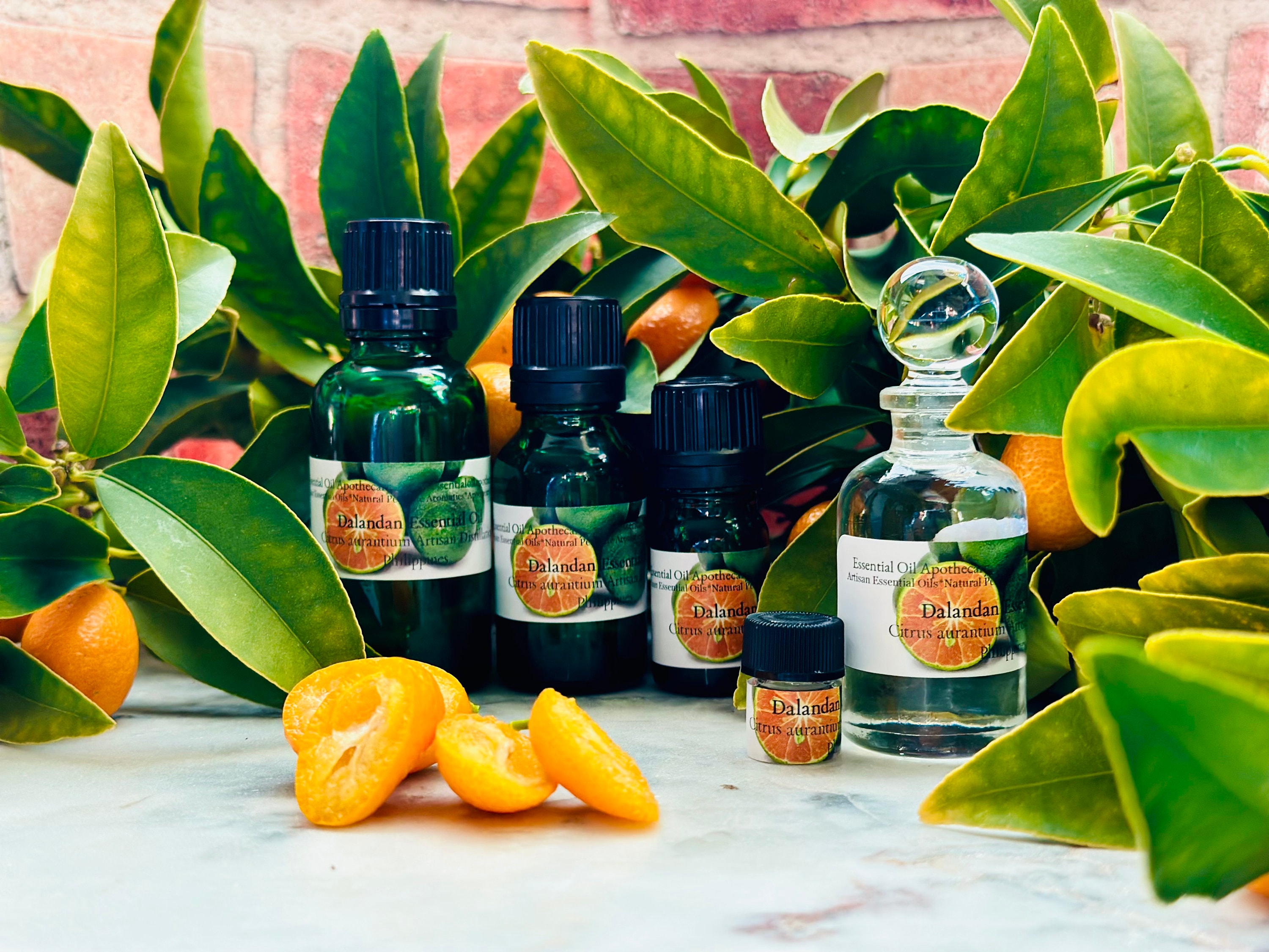 Dalandan (citrus Aurantium) Essential Oil Filipino Orange Oil Small ...