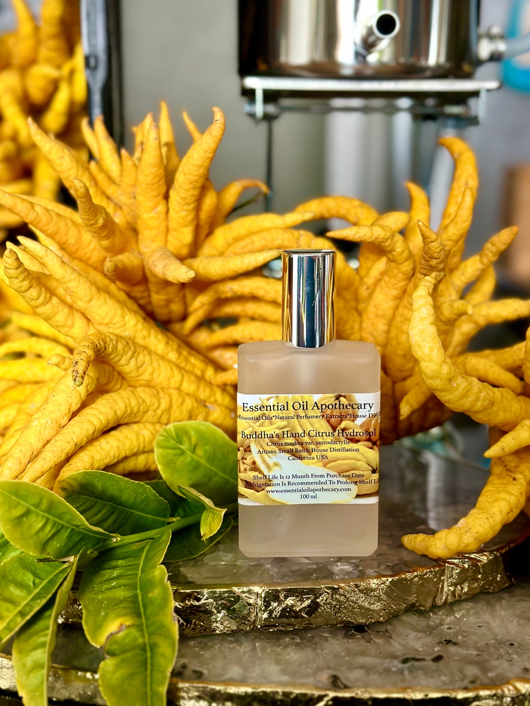Buddha’s Hand Hydrosol Distilled at Our Apothecary Citrus Medica ...