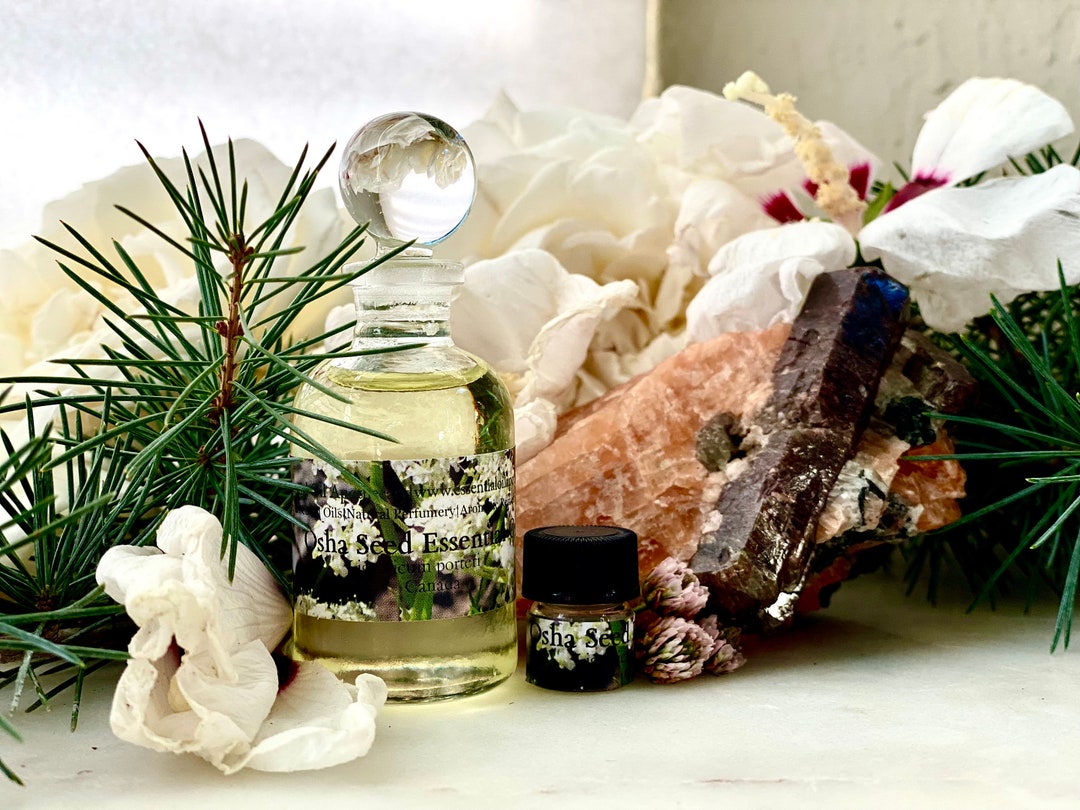 Osha Seed Essential Oil Blessed by Indigenous Territory Ligusticum ...