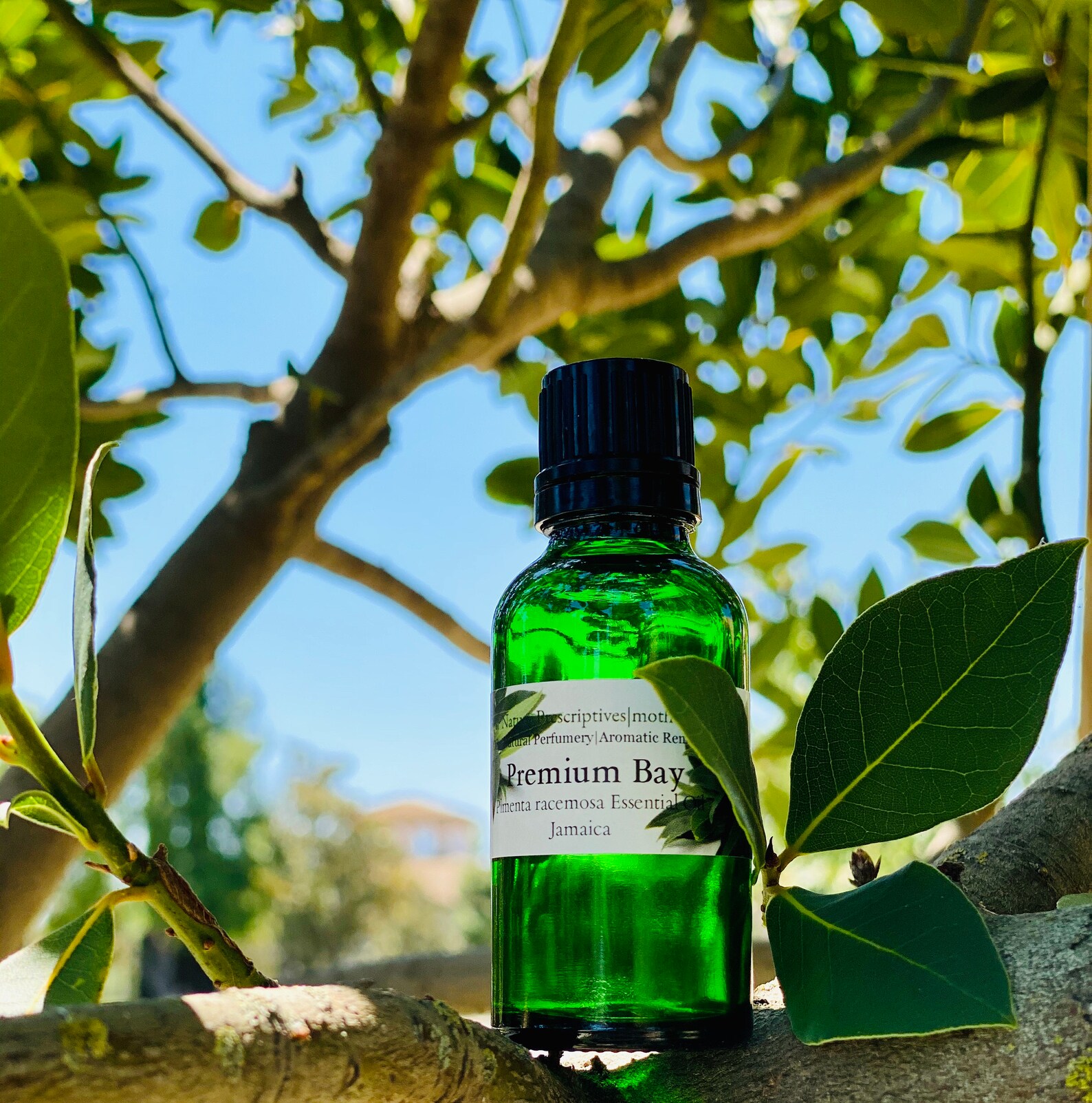 Jamaican Bay Essential Oil Bay Rum Pimenta Racemosa Jamaica Eau De ...