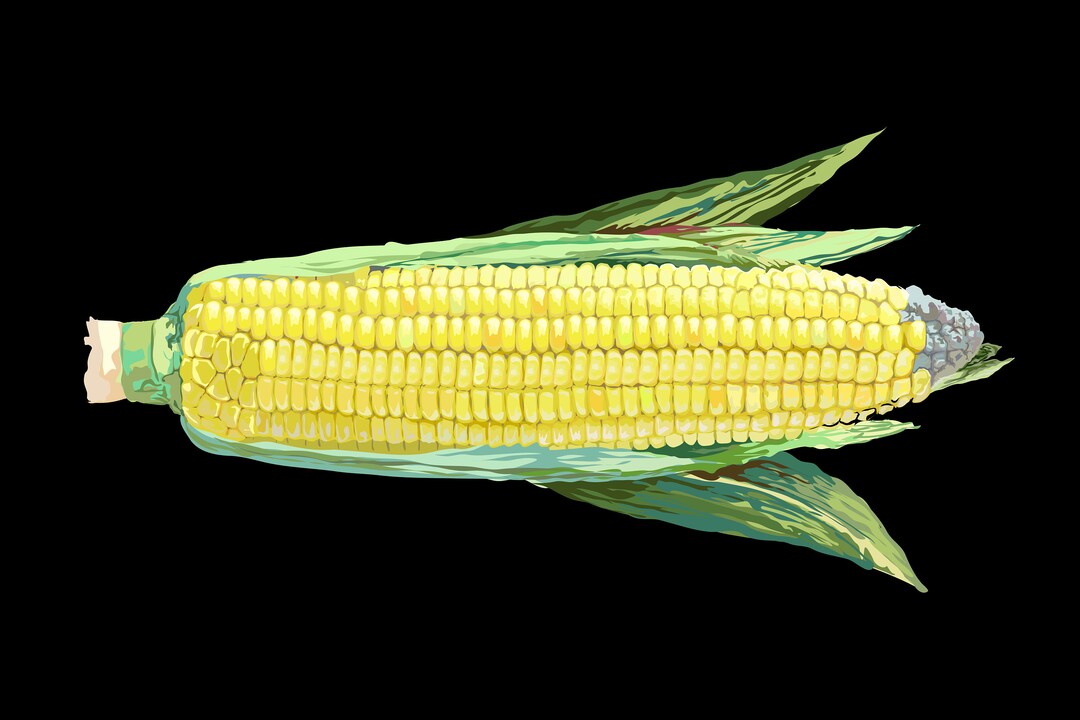 Sweetcorn, Hand Illustrated Digital Print, Art Print, Original Limited ...