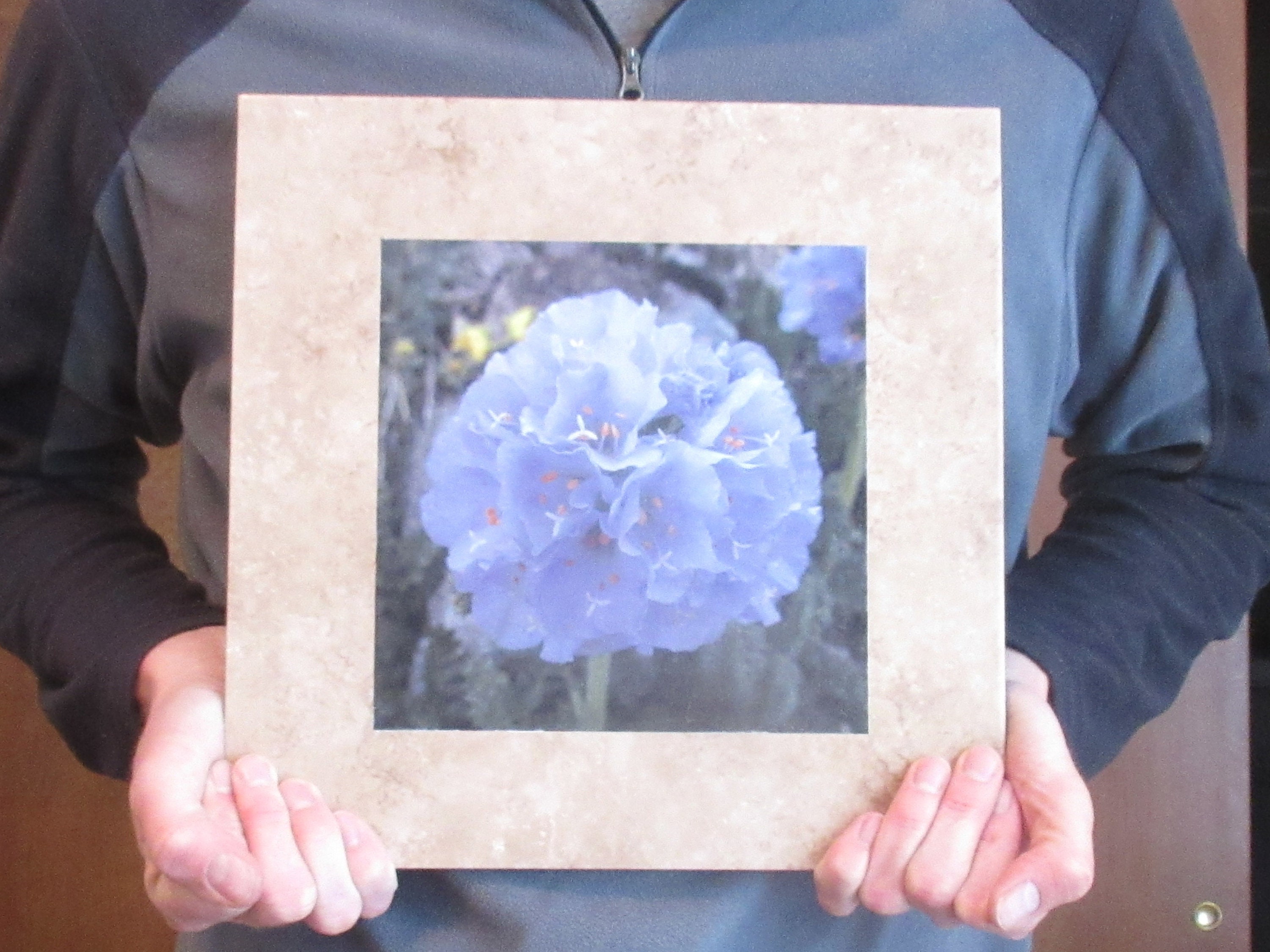 Sky Pilot Flower Photo on Tile. Colorado flower mountain | Etsy