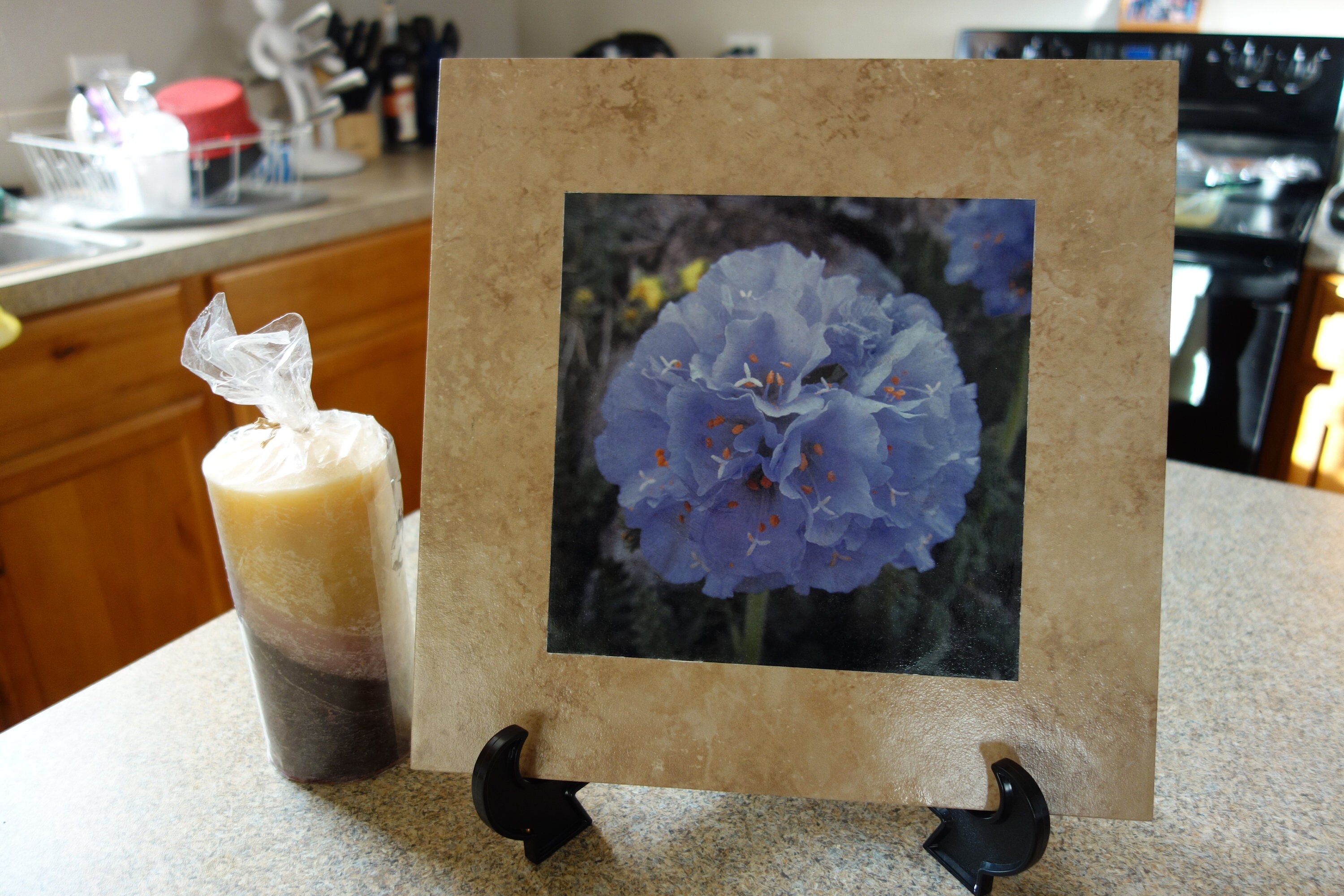 Sky Pilot Flower Photo on Tile. Colorado Flower Mountain - Etsy