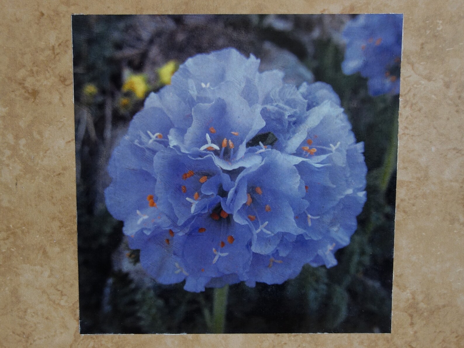 Sky Pilot Flower Photo on Tile. Colorado Flower Mountain - Etsy