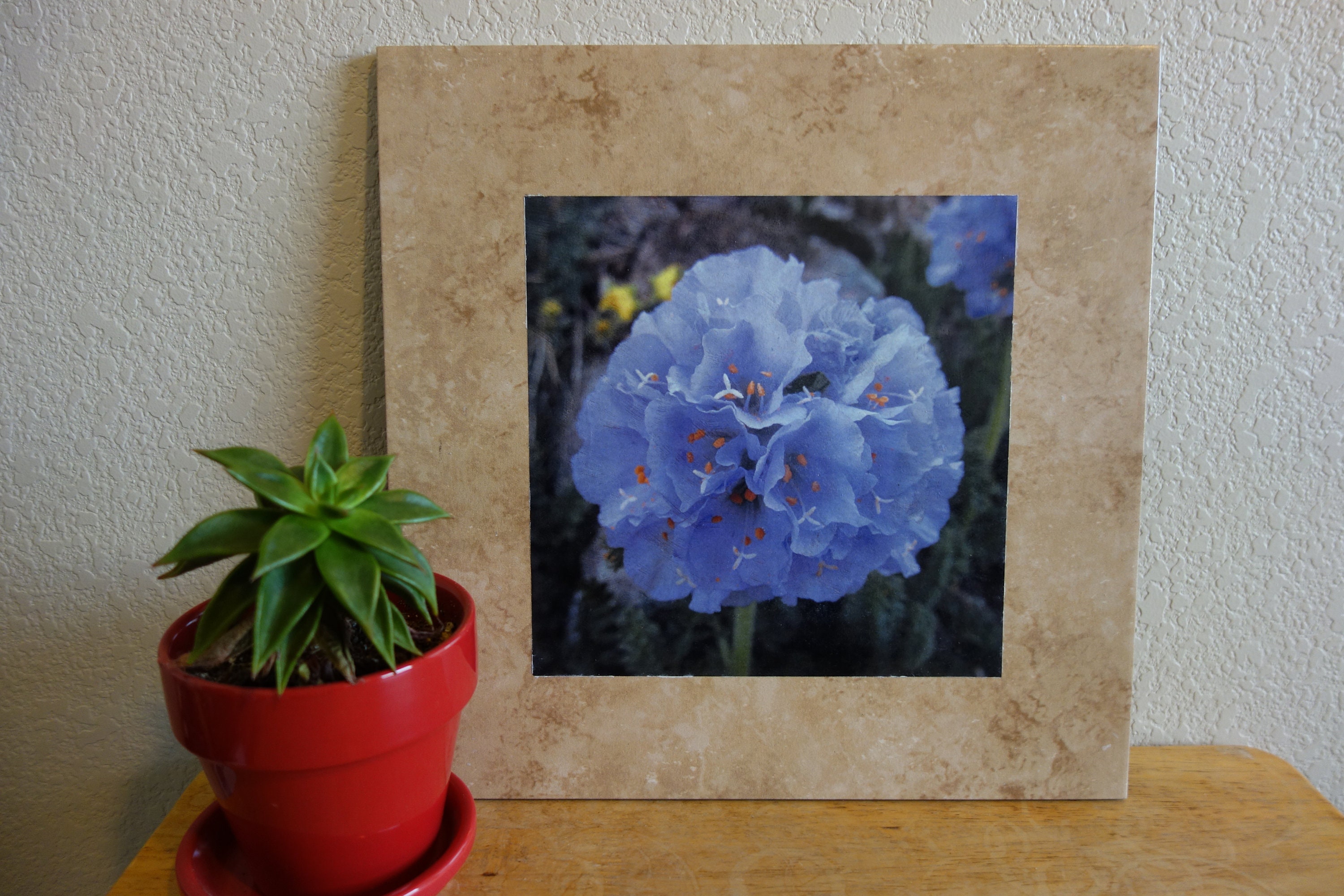 Sky Pilot Flower Photo on Tile. Colorado flower mountain | Etsy