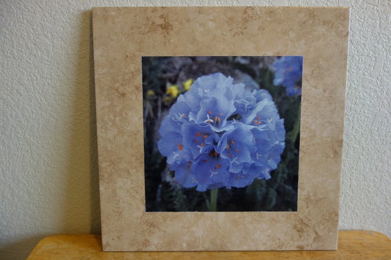 Sky Pilot Flower Photo on Tile. Colorado Flower Mountain - Etsy