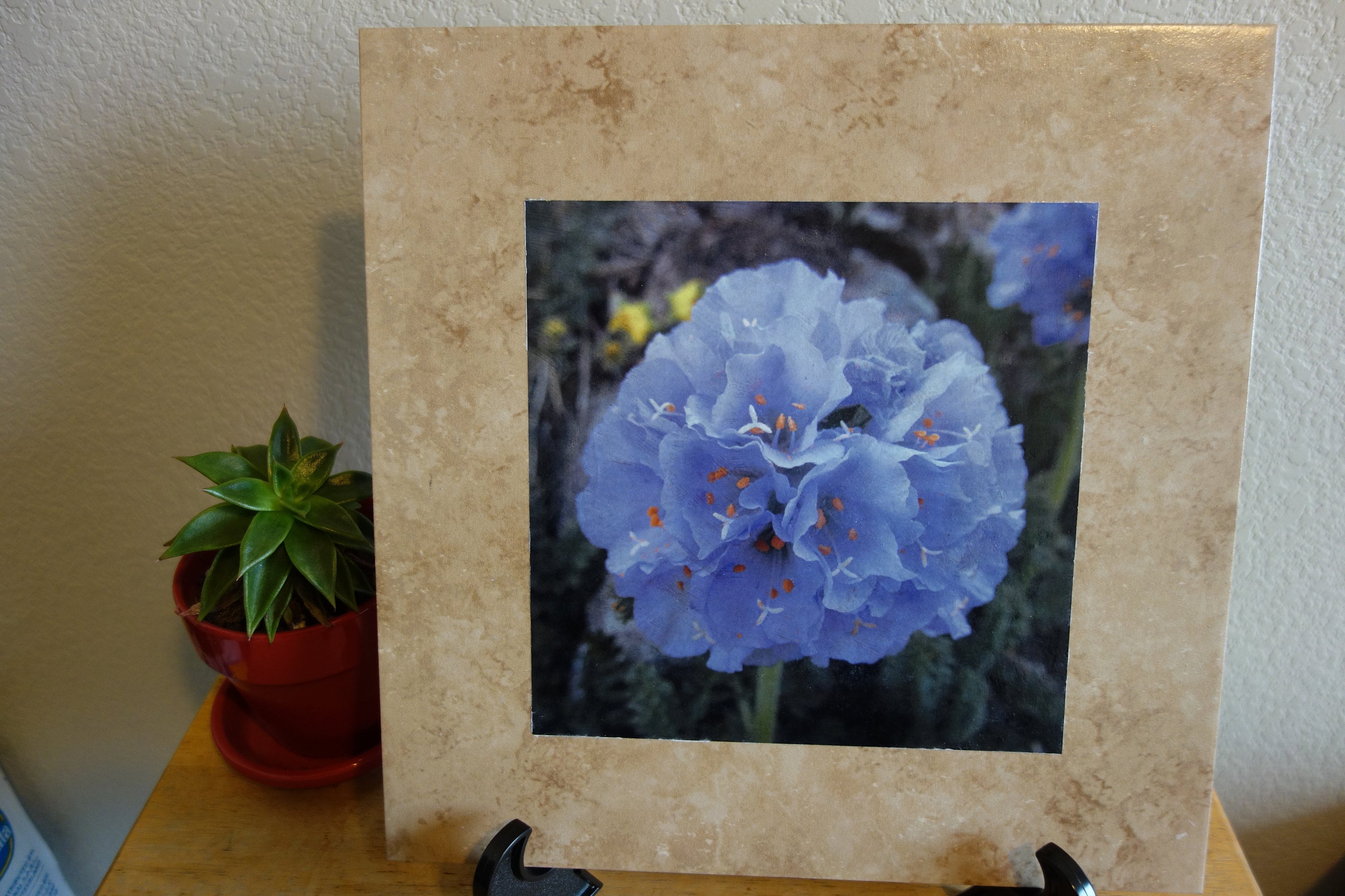 Sky Pilot Flower Photo on Tile. Colorado flower mountain | Etsy