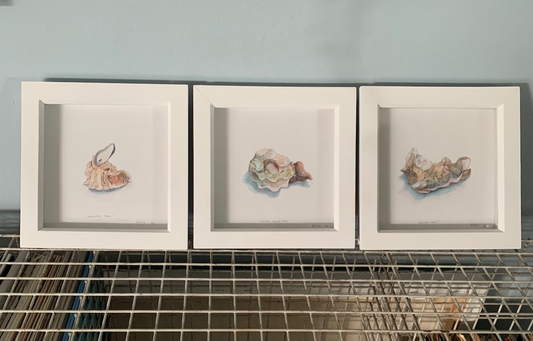 Coastal Shells Set of 3 Signed Prints - Etsy