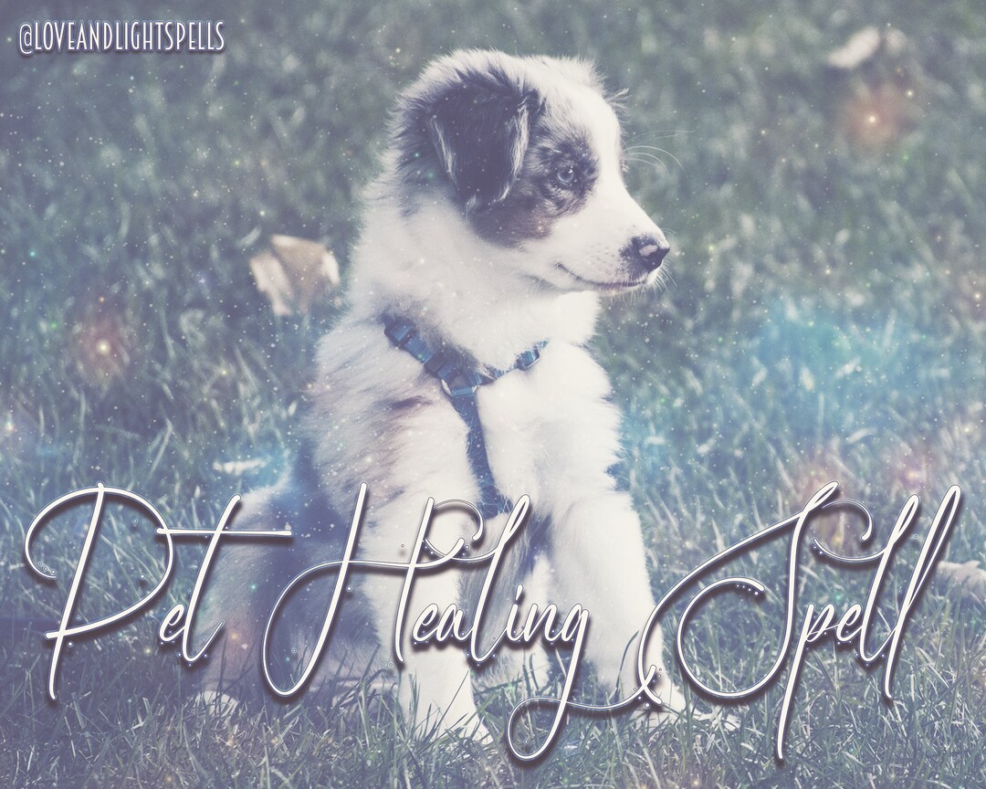 Pet Healing Free Consultation - Etsy