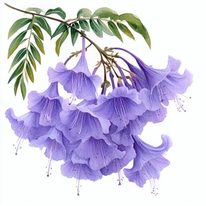 10 Printable Jacaranda, Purple Flower Tree Print, Watercolor Jacaranda ...