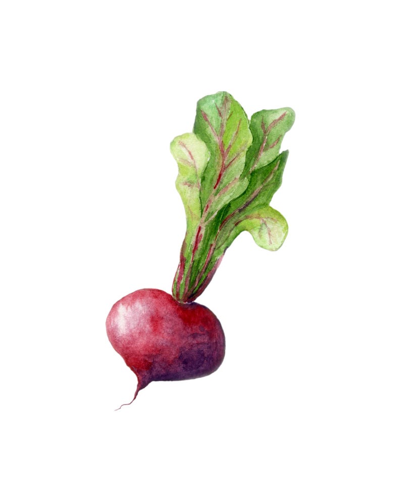 Printable Botanical Beet Root Watercolor Painting, Beetroot Print ...