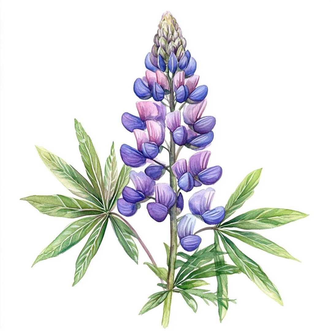 Watercolor Digital Art10 Printable Lupine Flower, Lupine Wall Art ...