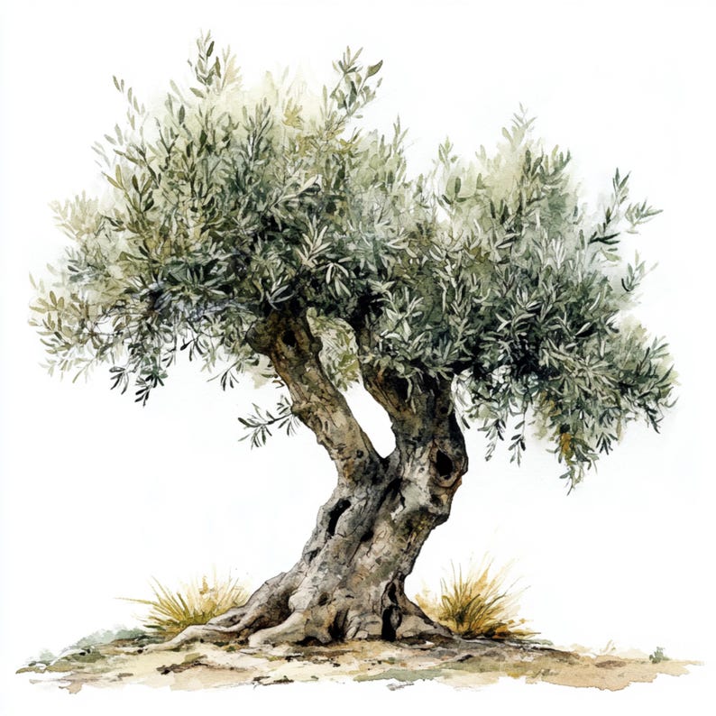 10 Printable Olive Tree, Olive Tree Print, Watercolor Olive Tree, Olive ...