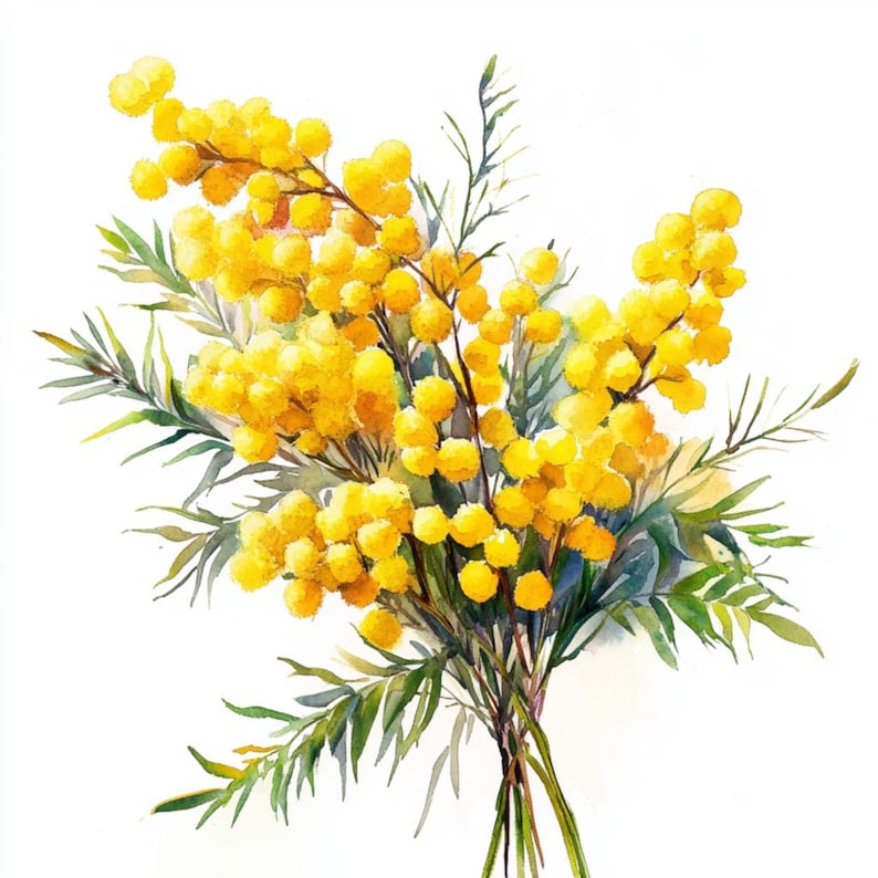 10 Printable Yellow Mimosa, Mimosa Print, Watercolor Mimosa , Botanical ...