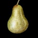Printable Art Watercolor Pear Painting, Yellow Perry DIY Print ...