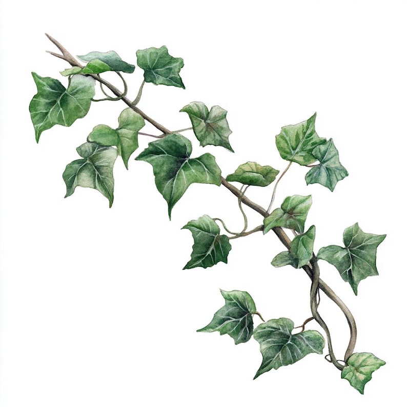 10 Printable Ivy Branches, Green Leaves Art, Watercolor Spring Ivy ...