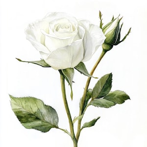 10 Printable Rose Flower, White Roses Art, White Roses Jpgs, Summer ...