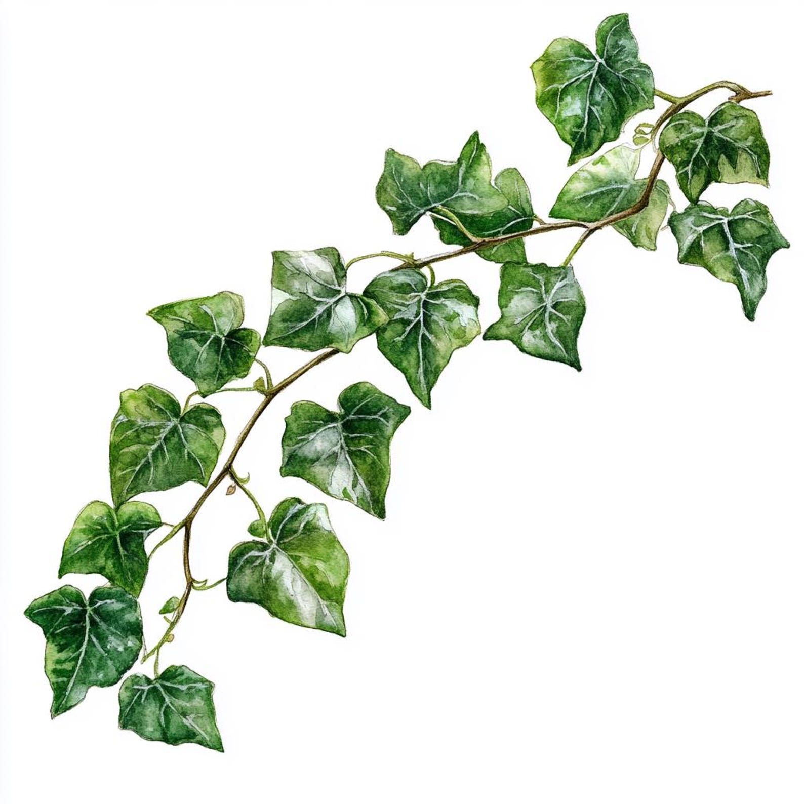 10 Printable Ivy Branches, Green Leaves Art, Watercolor Spring Ivy ...