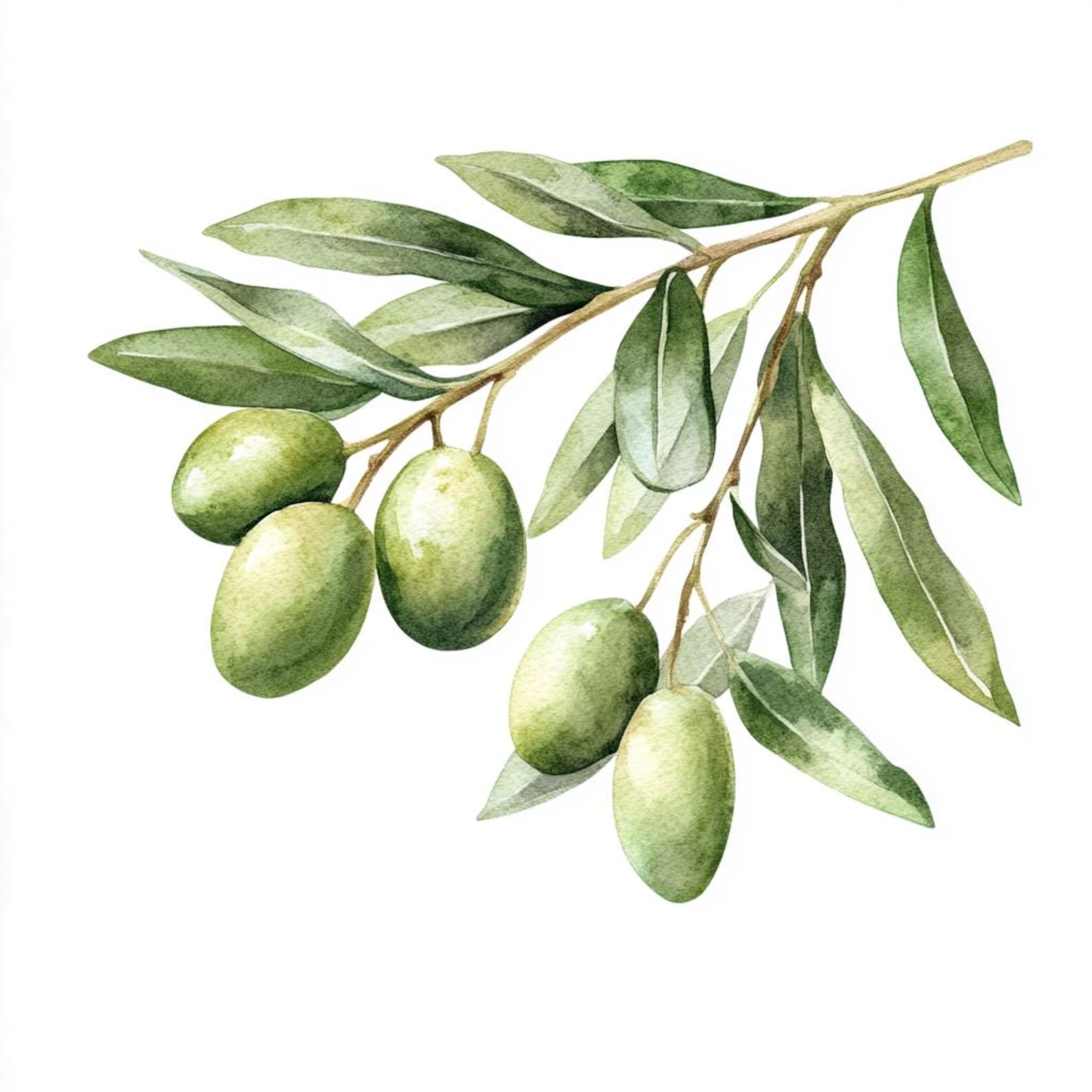 10 Printable Olive Branch, Gren Olives Art, Green Leaves Decor ...