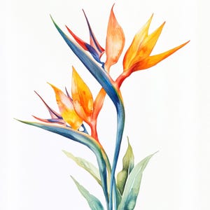 10 Printable Strelitzia, Bird of Paradise, Strelitzia Flowers, Flowers ...