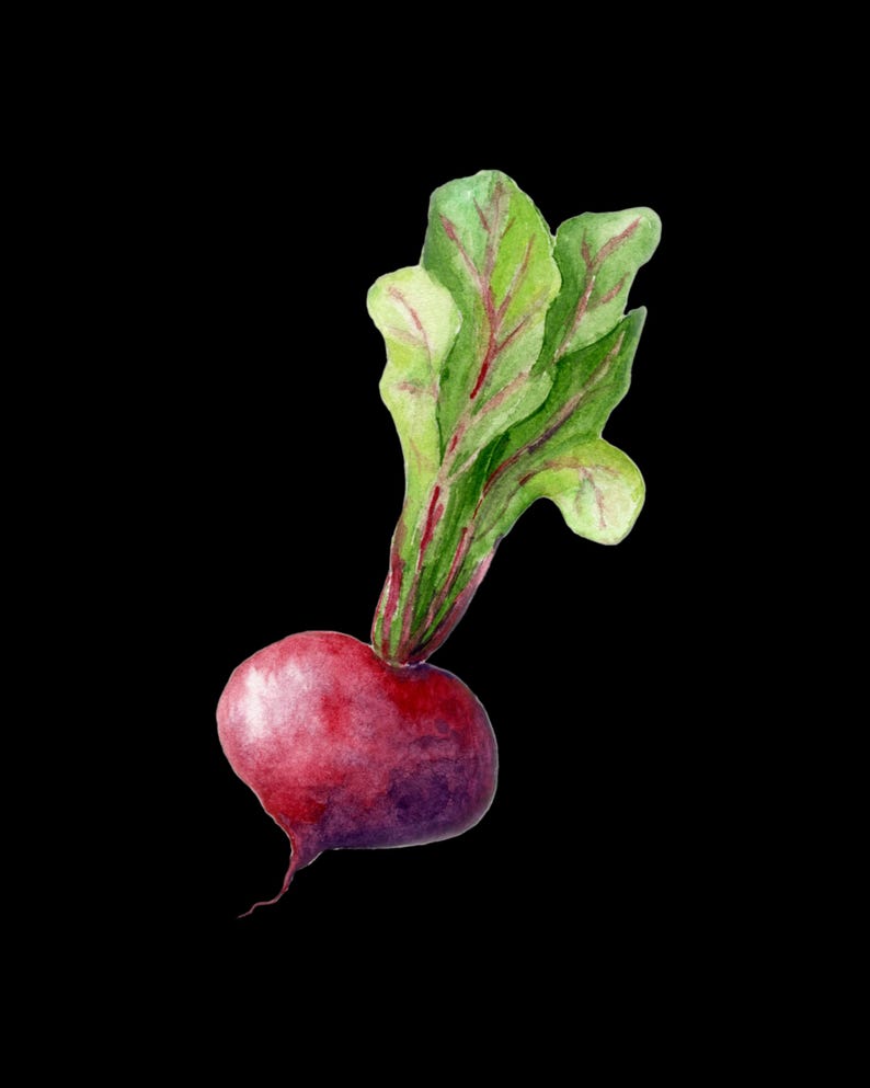 Printable Botanical Beet Root Watercolor Painting, Beetroot Print ...