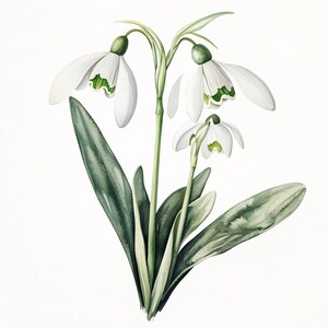 10 Printable Snowdrops Flower, Snowdrops Art, White Flower Watercolor ...