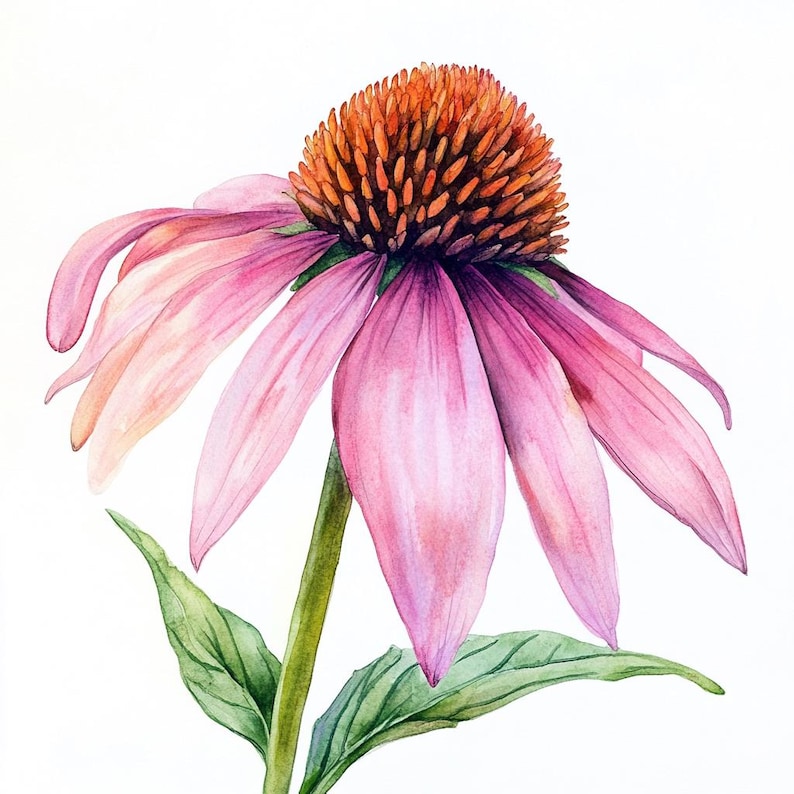10 Printable Coneflower, Coneflowers Flower, Summer Flowers, Flowers ...