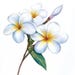 10 Printable Frangipani Flower, White Frangipani Art, White Frangipani ...