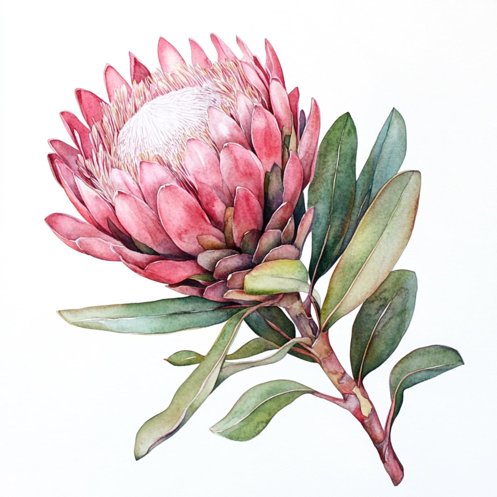 10 Printable Protea, Pink Flowers, Summer Flowers, Protea Pngs ...