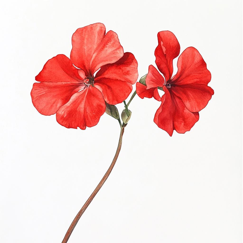 10 Printable Pelargonium Flower, Red Pelargonium, Pelargonium Branch ...