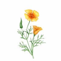 California Poppy Art - Etsy