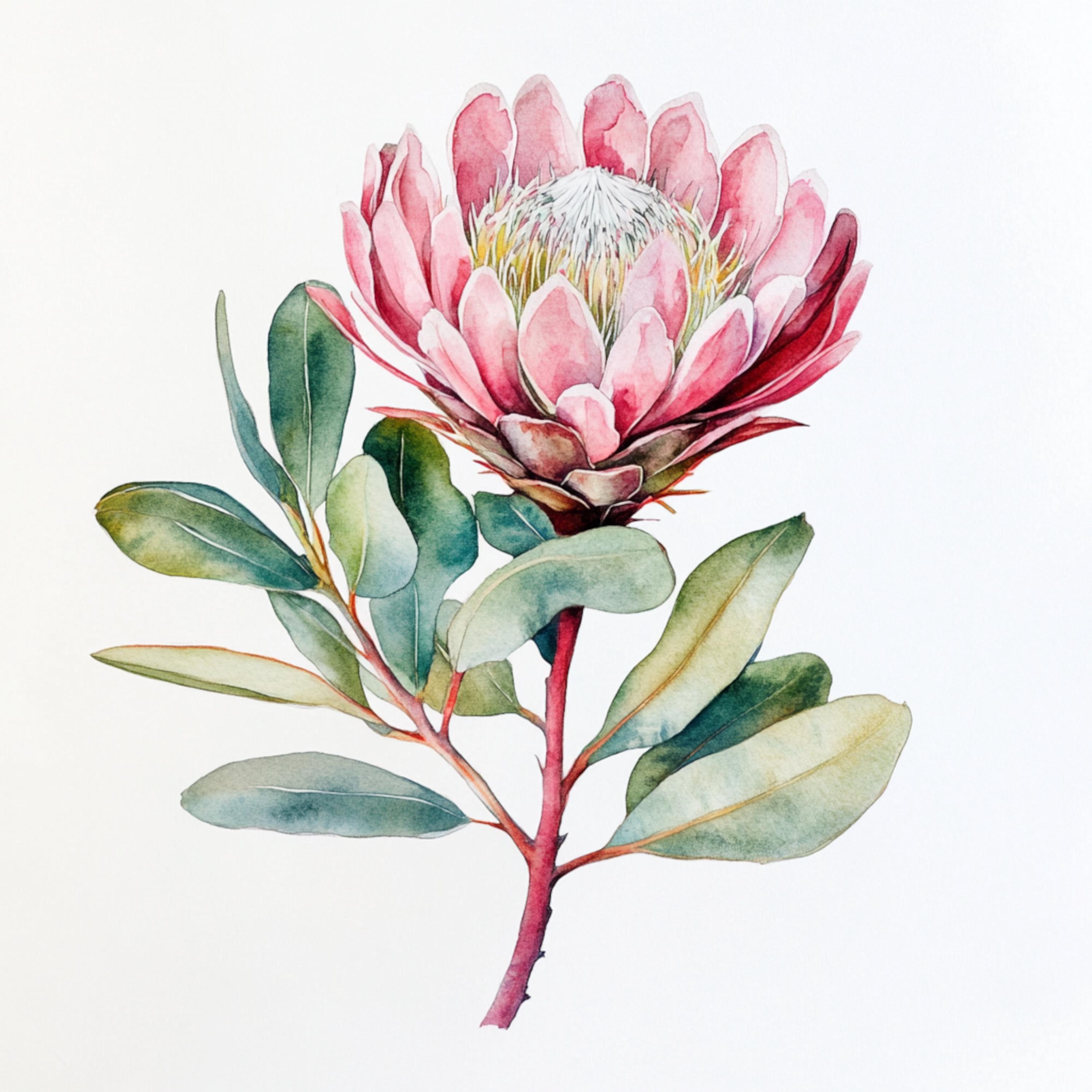 10 Printable Protea, Pink Flowers, Summer Flowers, Protea Pngs ...