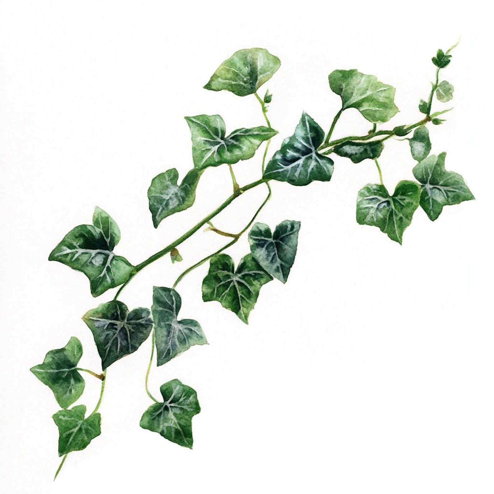 10 Printable Ivy Branches, Green Leaves Art, Watercolor Spring Ivy ...
