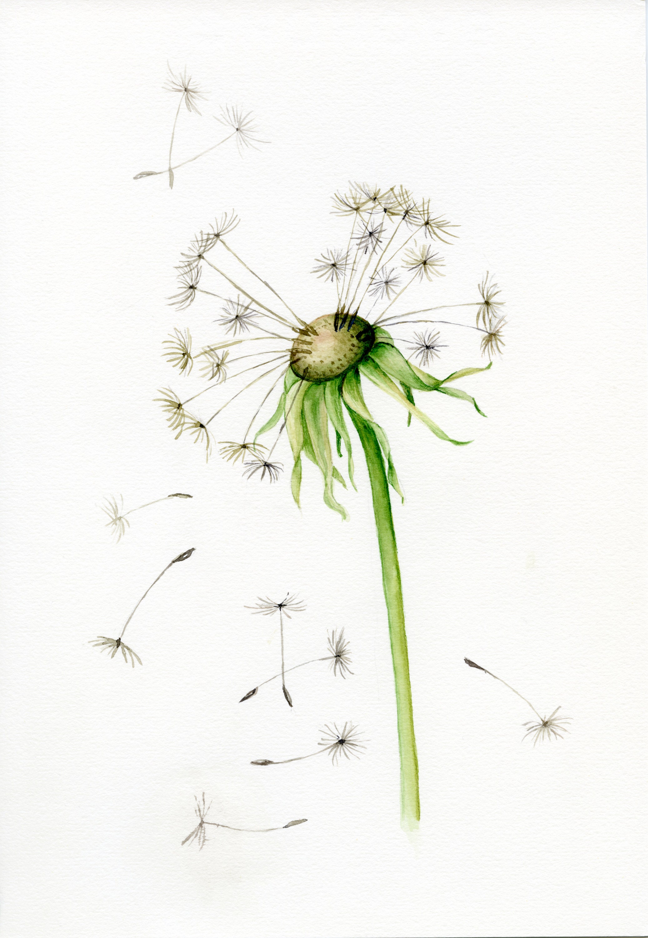 Original Aquarell Malerei Pusteblume 10x7 Pusteblumen | Etsy