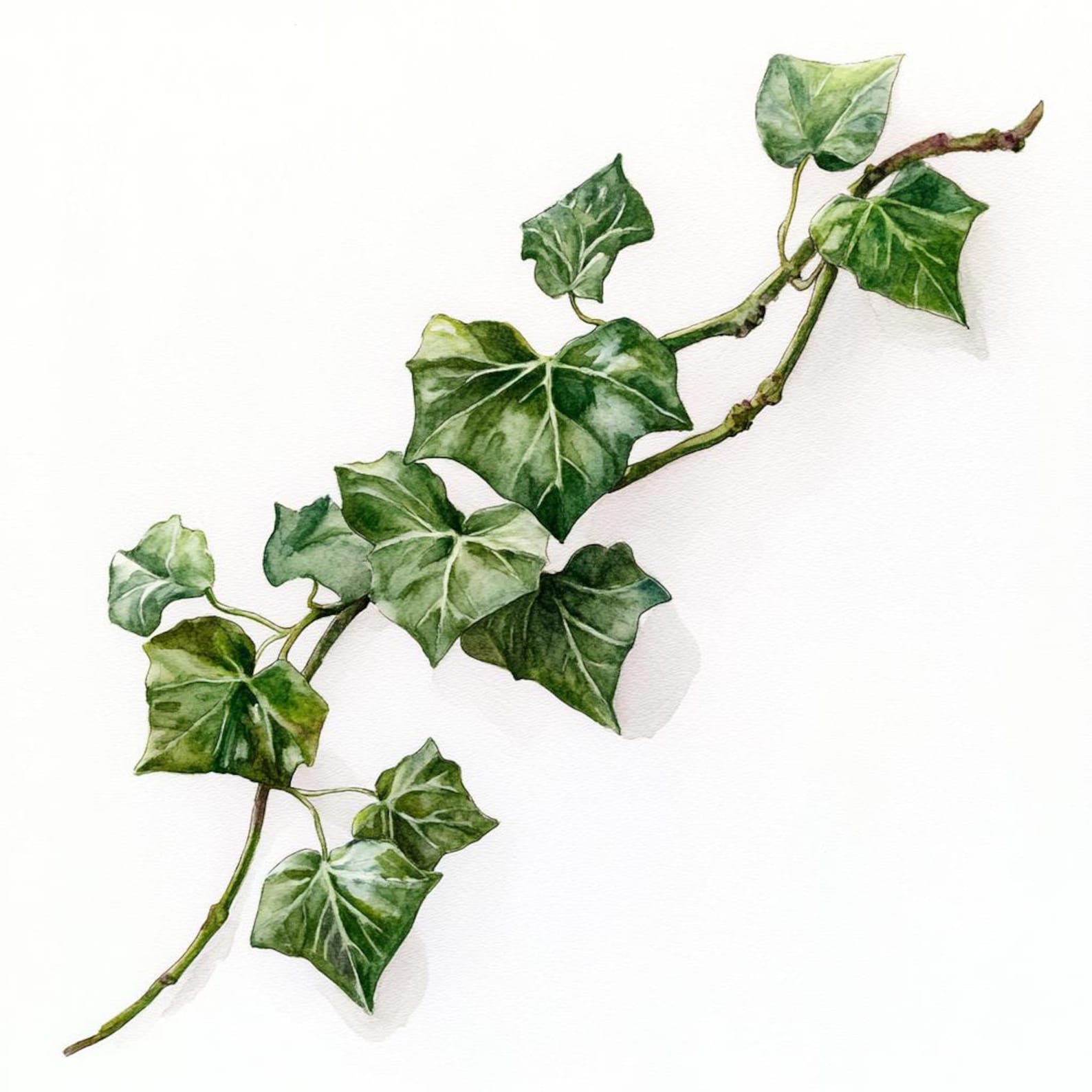 10 Printable Ivy Branches, Green Leaves Art, Watercolor Spring Ivy ...