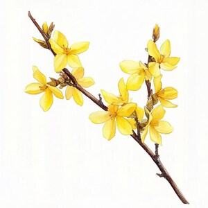 10 Printable Forsythia Flower, Forsythia Art, Yellow Flower, Watercolor ...