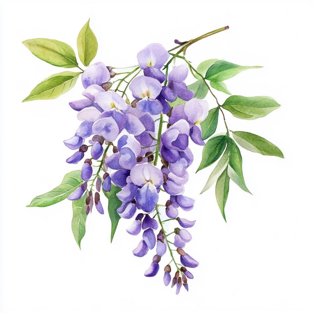 10 Printable Wisteria Flower, Wisteria Art, Lilac Flower, Watercolor ...