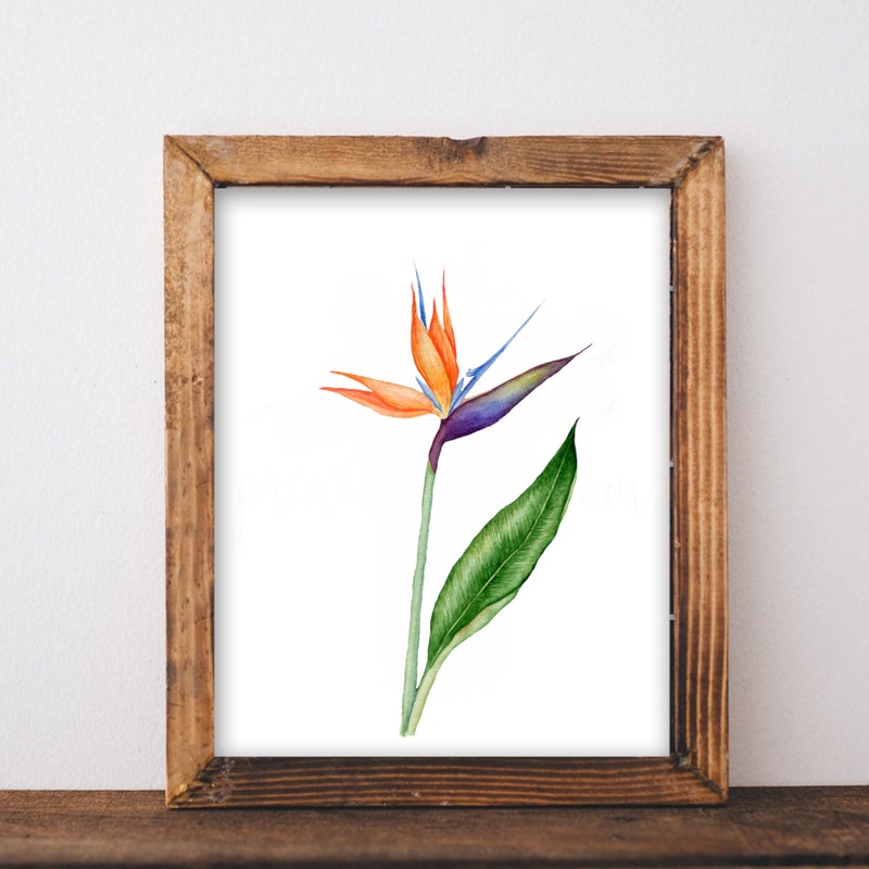 Bird of Paradise Print - Etsy