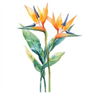 10 Printable Strelitzia, Bird of Paradise, Strelitzia Flowers, Flowers ...